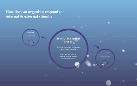 Internal & External Stimuli by Landri Townsend on Prezi