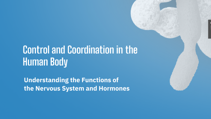Control and Coordination in the Human Body by Yug Ahir on Prezi