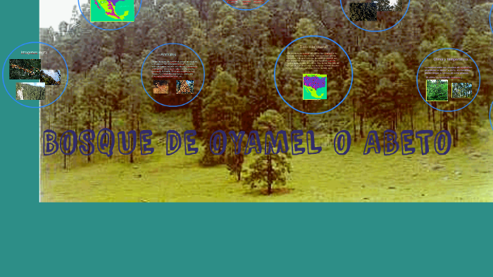 BOSQUE DE OYAMEL by on Prezi