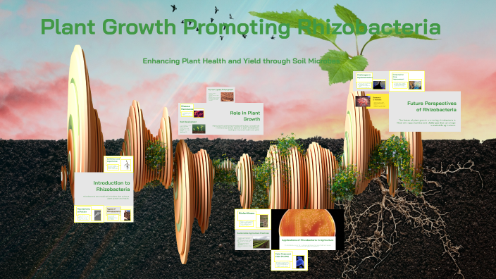 Plant Growth Promoting Rhizobacter by Riska Putri on Prezi