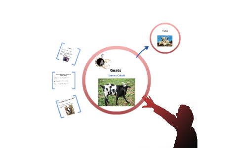 rickets in pigs by Kailin McFadden on Prezi