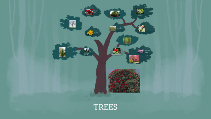 trees by Shila Thapa on Prezi
