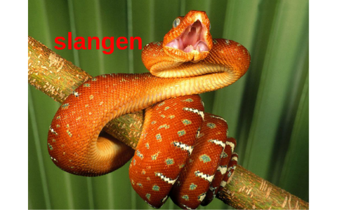 Spreekbeurt slangen by Ryan Groot on Prezi