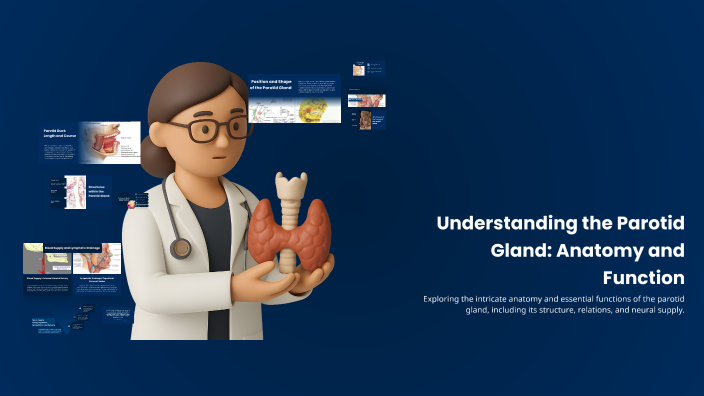 Understanding the Parotid Gland: Anatomy and Function by Haneen Ali on ...