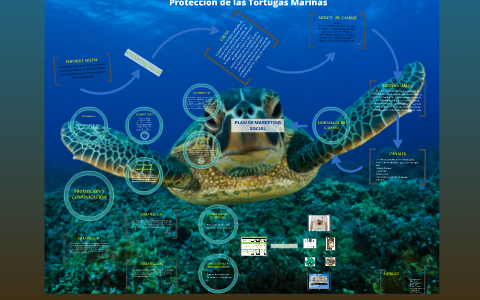 Protección de las Tortugas Marinas by Milena Picado on Prezi