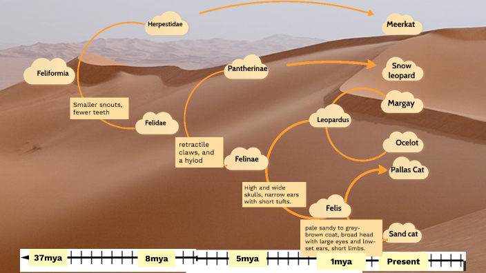 Evolution project by Kayleigh Parry on Prezi