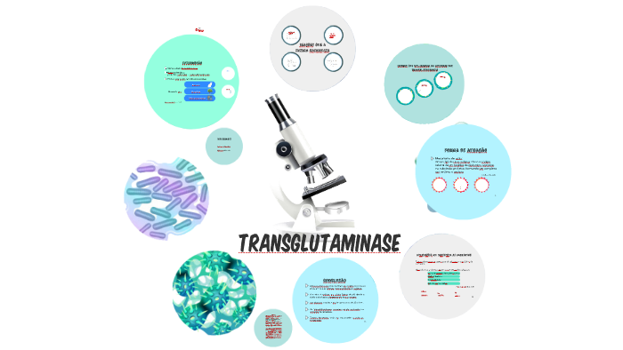Enzima Transglutaminase by Mikaela Miranda on Prezi