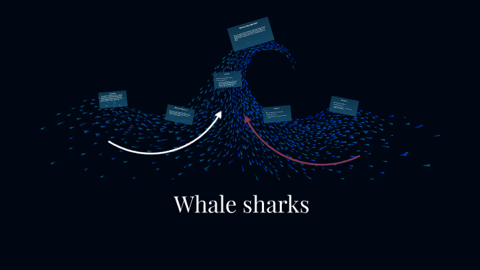 Are Whale Sharks really the gentle giants of the ocean? by Erica ...