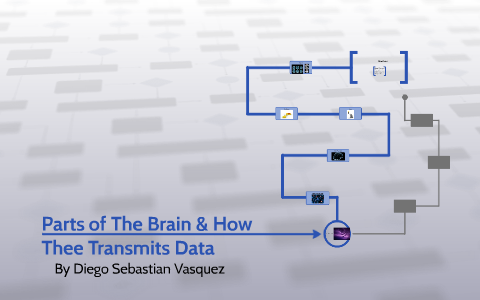 How The Brain Processes Data by West Point on Prezi