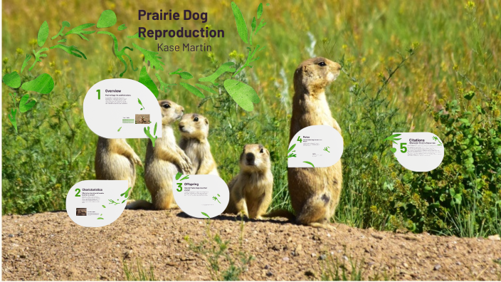 Prairie dog reproduction. by Kase Martin on Prezi