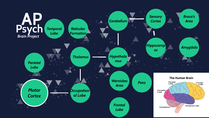 Ap Pyschology The Brain Prezi Story by Dylan Solivais on Prezi