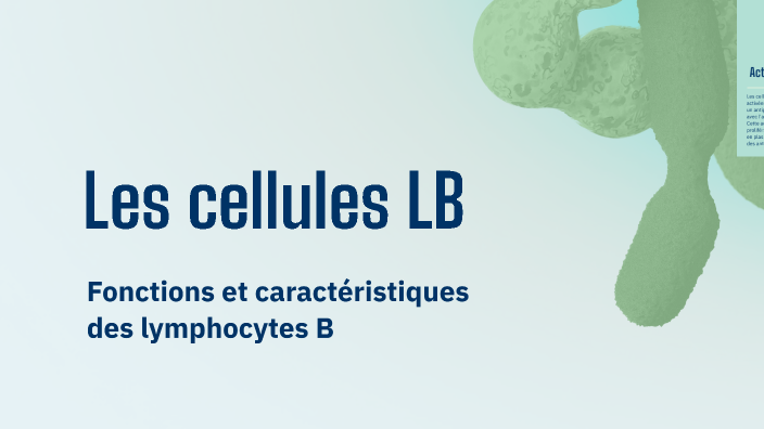Les cellules LB by Aicha Brahimi on Prezi
