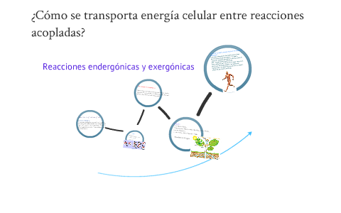reacciones acopladas, reacciones endergonicas y exergonicas by bingo ...