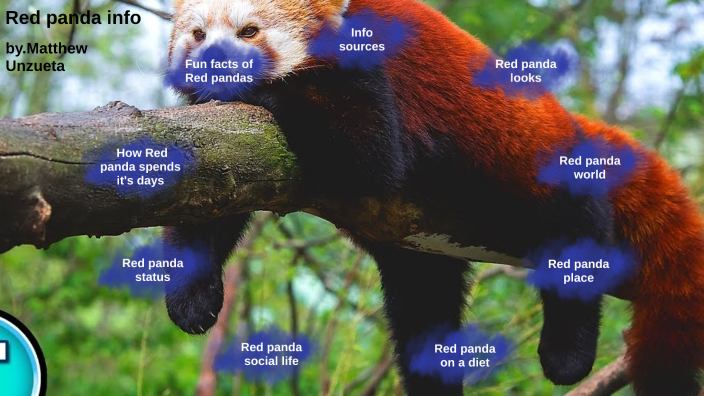 Red panda Info by Matthew Unzueta on Prezi