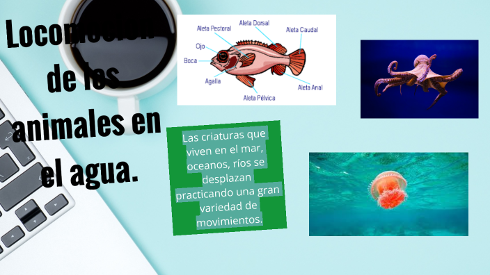 Locomoción de los animales en el agua. by Claudia Elena Varón Montalvo ...