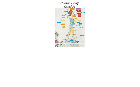 Human Body Outside by Claudia Moreira on Prezi