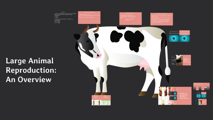 Large Animal Reproduction: An Overview by Artaja White on Prezi