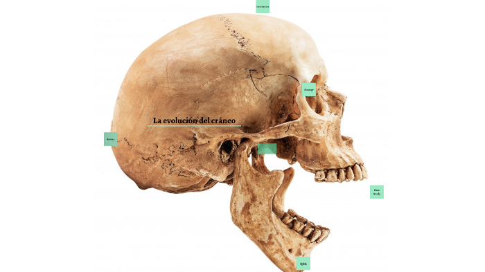 La Evolucion Del Craneo By Belen Alvarez On Prezi