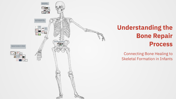 Understanding the Bone Repair Process by Alayah Roane on Prezi
