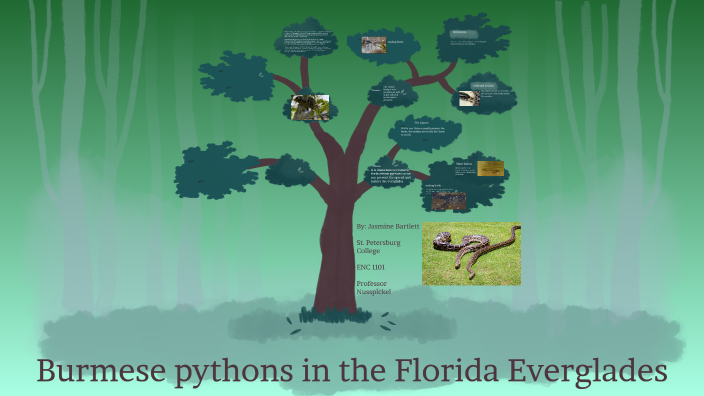 Burmese pythons in the florida everglades by Jasmine Bartlett on Prezi