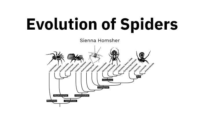 Evolution of Spiders by Sienna Homsher on Prezi