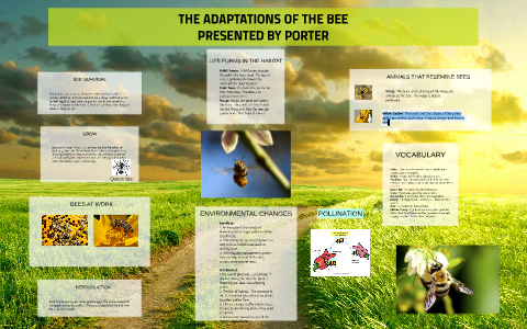 The Adaptations of the Bee by Porter Anderson by Carlyn Anderson on Prezi