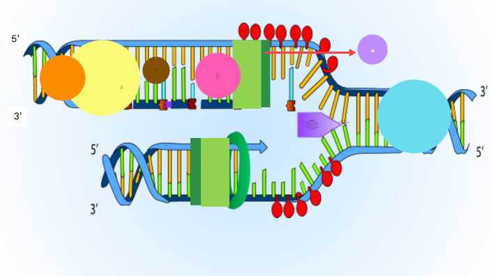 New DNA Rep Model by EMMA HOWELL on Prezi