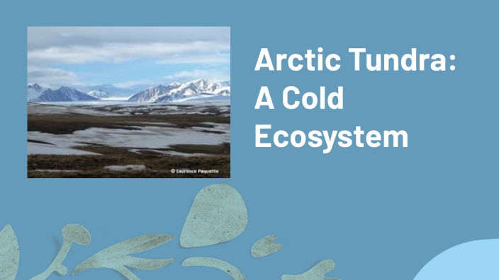 Arctic Tundra: A Cold Ecosystem by isa eiras on Prezi
