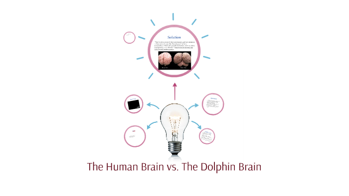Human Brain vs. Dolphin Brain by E L on Prezi