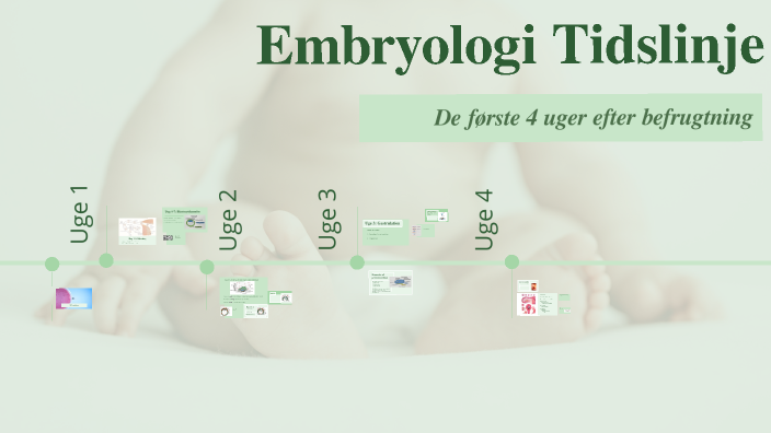 Embryology Timeline by Lærke Lohse Madsen on Prezi
