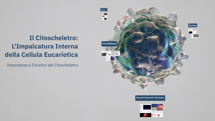 Il Citoscheletro: L'Impalcatura Interna della Cellula Eucariotica by Riccardo Marzocchini on Prezi