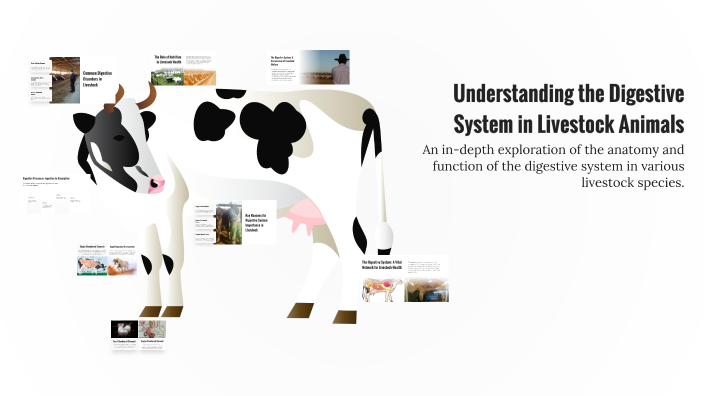 Understanding the Digestive System in Livestock Animals by Archie ...