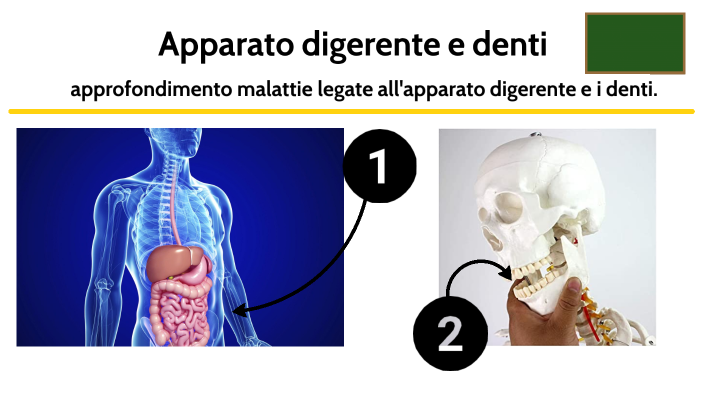 Apparato digerente e denti by giulio amara on Prezi