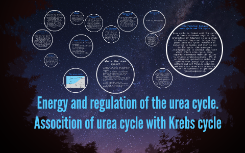 Energy and regulation of the urea cycle. Assocition of urea by zayna ...