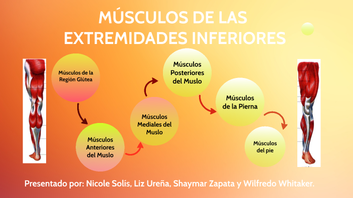 MÚSCULOS DE LAS EXTREMIDADES INFERIORES by Nicole Solis on Prezi