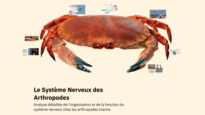 Le Système Nerveux des Arthropodes by Malak Moussa on Prezi