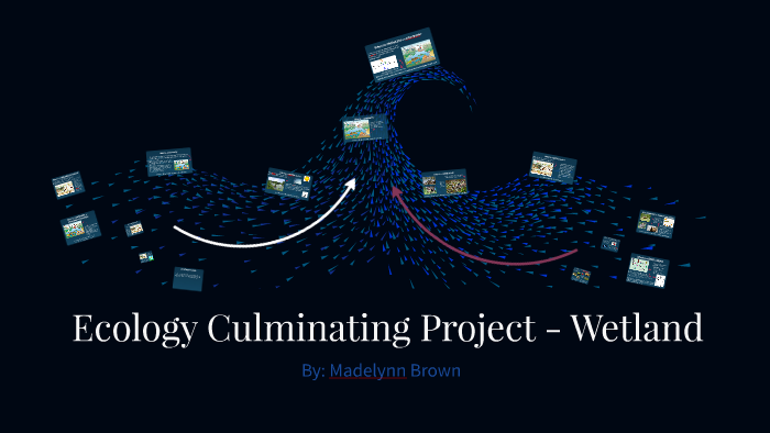 Ecology Culminating Project - Wetland by Maddie Brown on Prezi