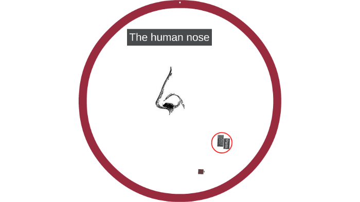 The Human Nose by emmanuel partida on Prezi