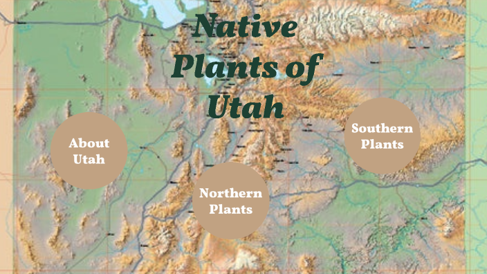 Native Plants of Utah by Willa Gibson on Prezi