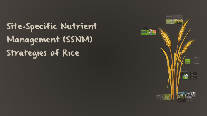 Site-Specific Nutrient Management (SSNM) Strategies of Rice by Yasiru ...