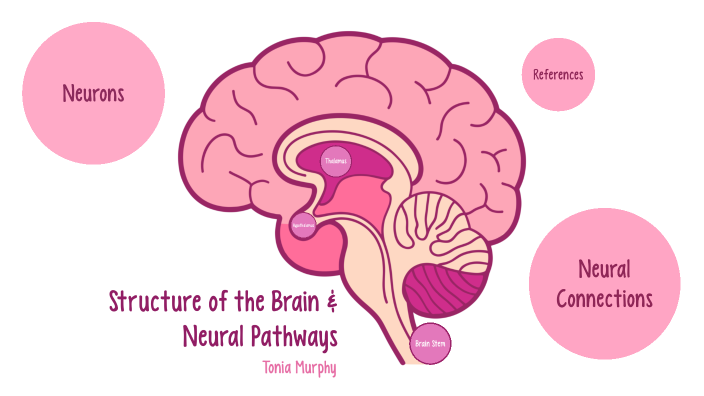 Structure of the Brain & Neural Pathways by Tonia Murphy on Prezi