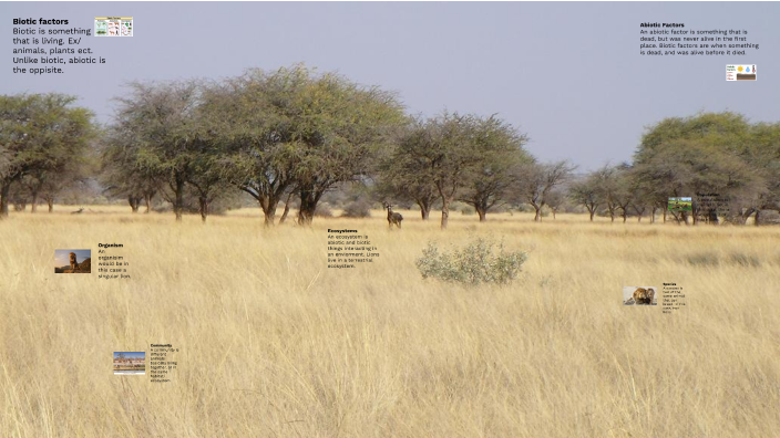 Lion's ecosystem by Vanessa Cb on Prezi