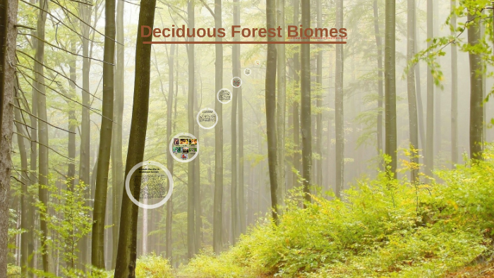 Deciduous Forest Biomes by Gabriela Holzer on Prezi