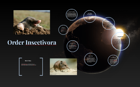 Order Insectivora by Jonathan Beltran on Prezi