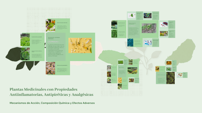 Plantas Medicinales con Propiedades Antiinflamatorias, Antipiréticas y ...