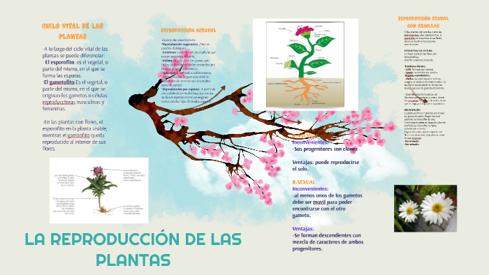 LA REPRODUCCIÓN DE LAS PLANTAS by colegio enrique gines on Prezi