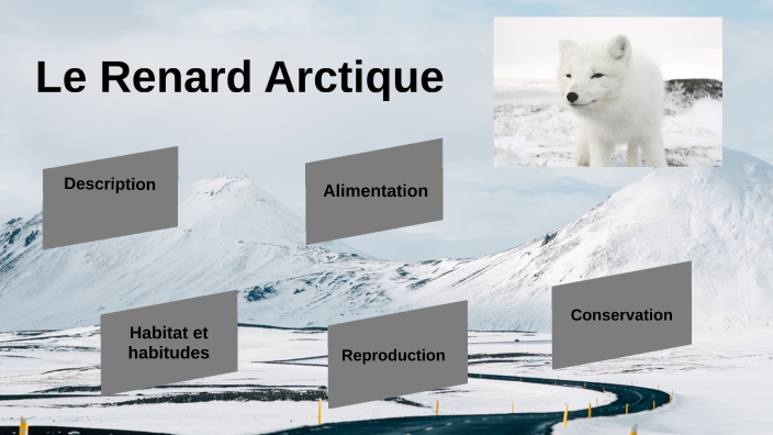 Le renard arctique by Mathieu Leroux on Prezi