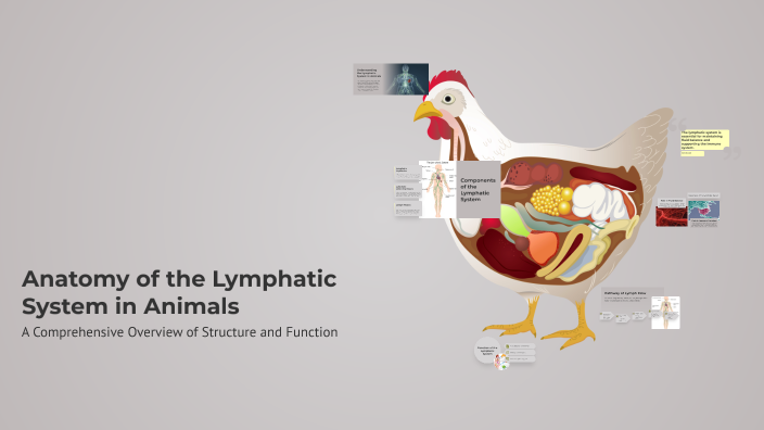 Anatomy of the Lymphatic System in Animals by Fayera Gemeda on Prezi