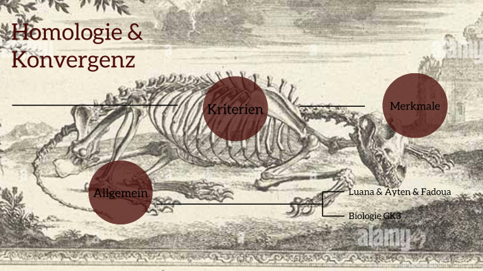 Homologie by Luana Aliu on Prezi