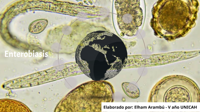 Enterobius vermicularis by Elham Arambú on Prezi